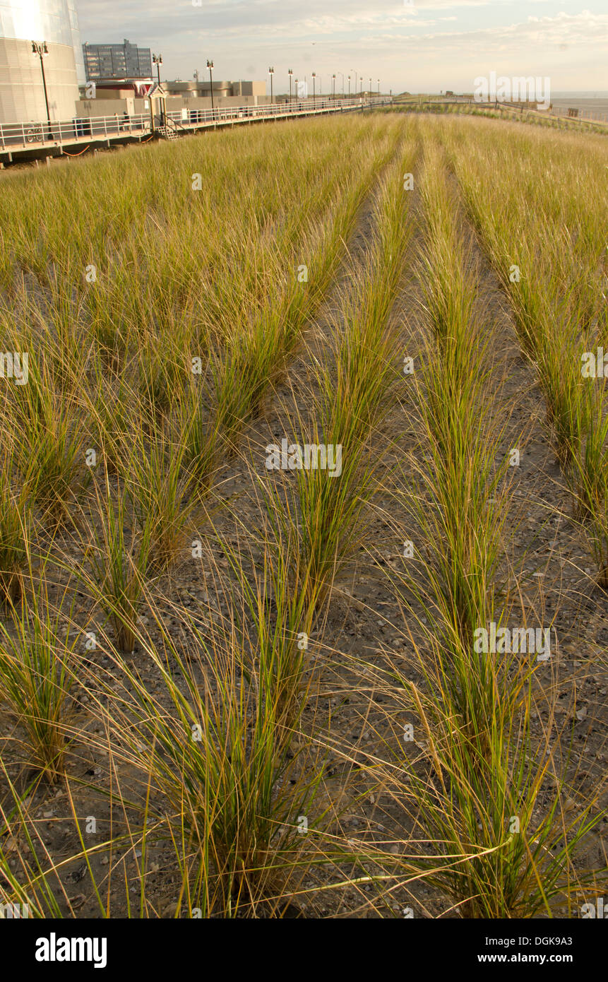 New dune grass hi-res stock photography and images - Alamy