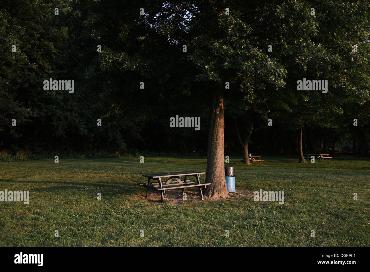 Bench tree in hi-res stock photography and images - Alamy