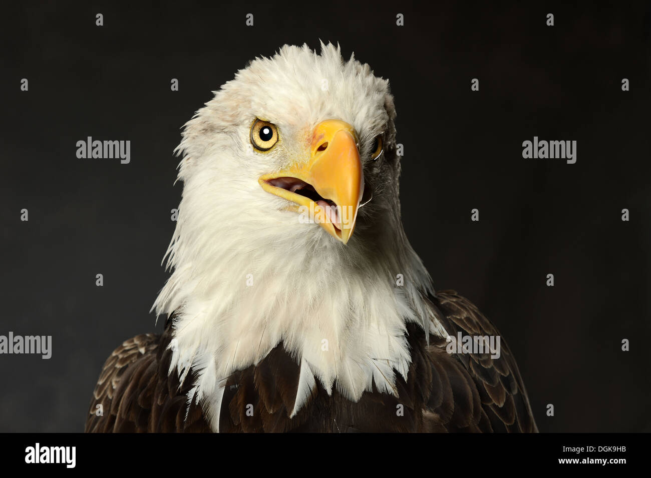 Studio portrait of bald eagle over dark background Stock Photo - Alamy