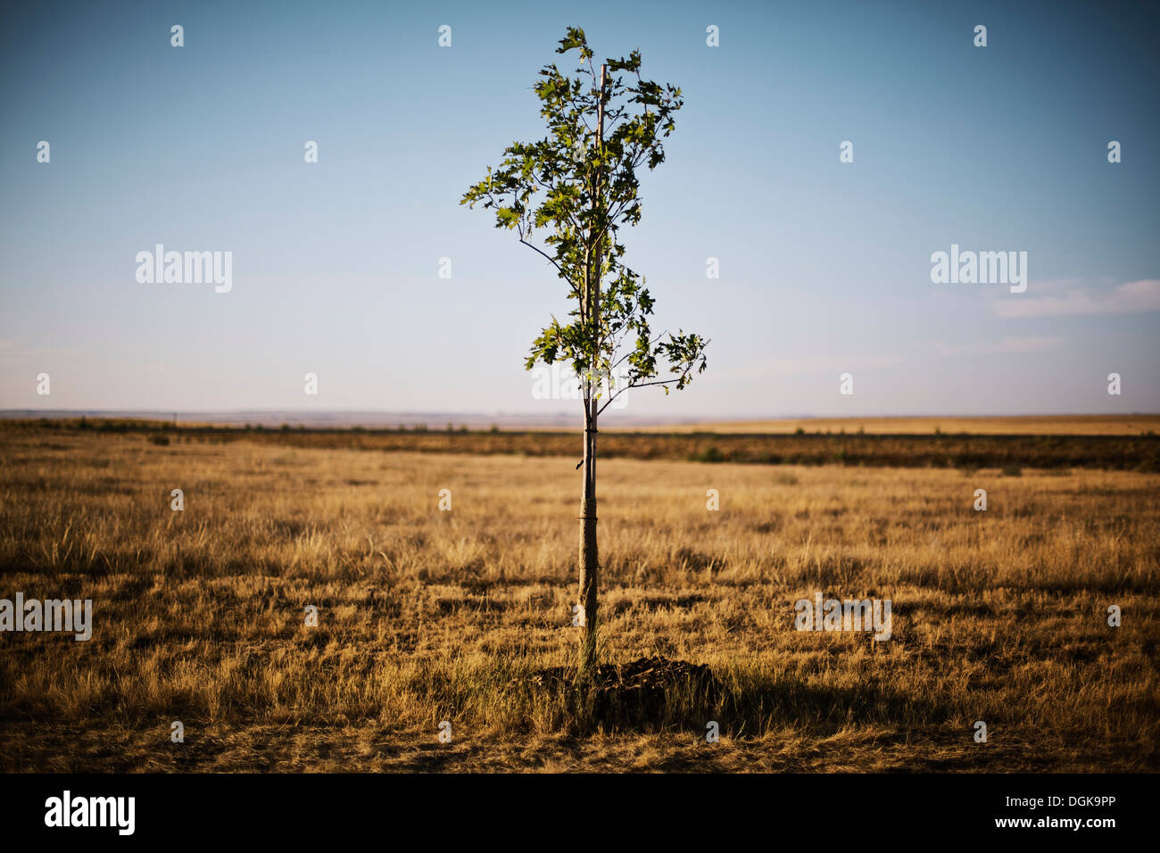 Single tree on landscape Stock Photo - Alamy