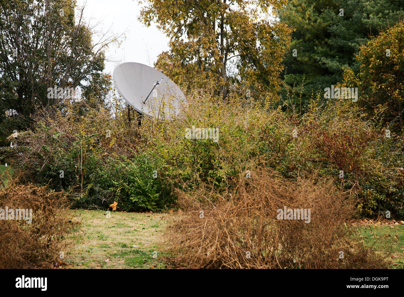 Satellite dish tree hi-res stock photography and images - Alamy