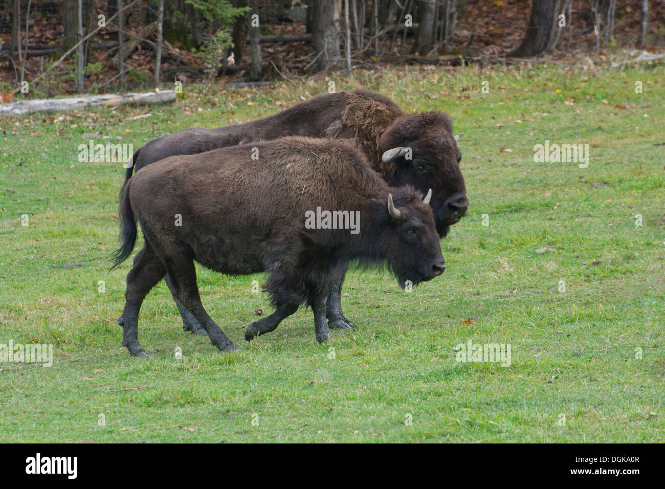 A male and female Bison Stock Photo - Alamy
