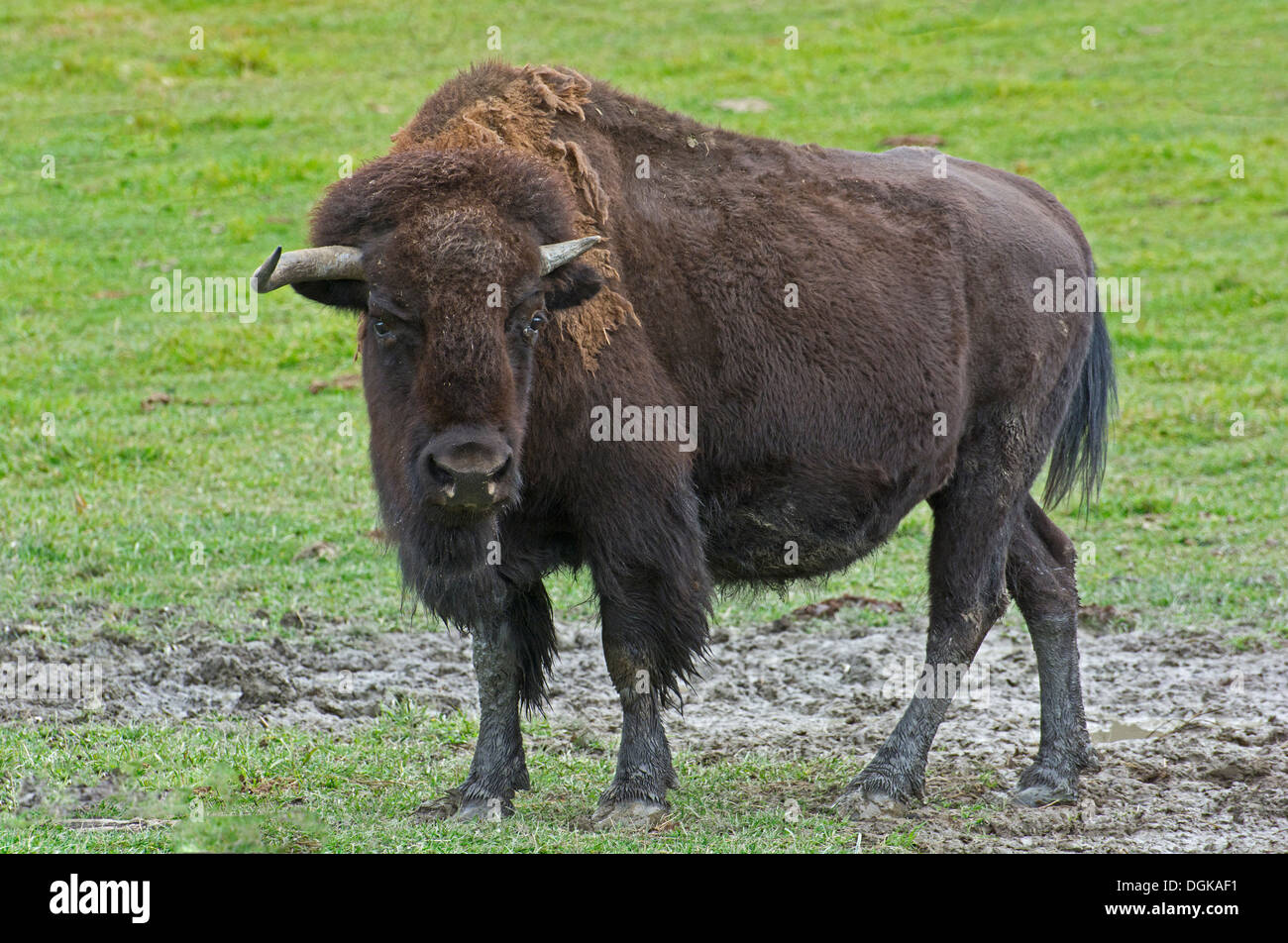 Parc omega canada hi-res stock photography and images - Alamy