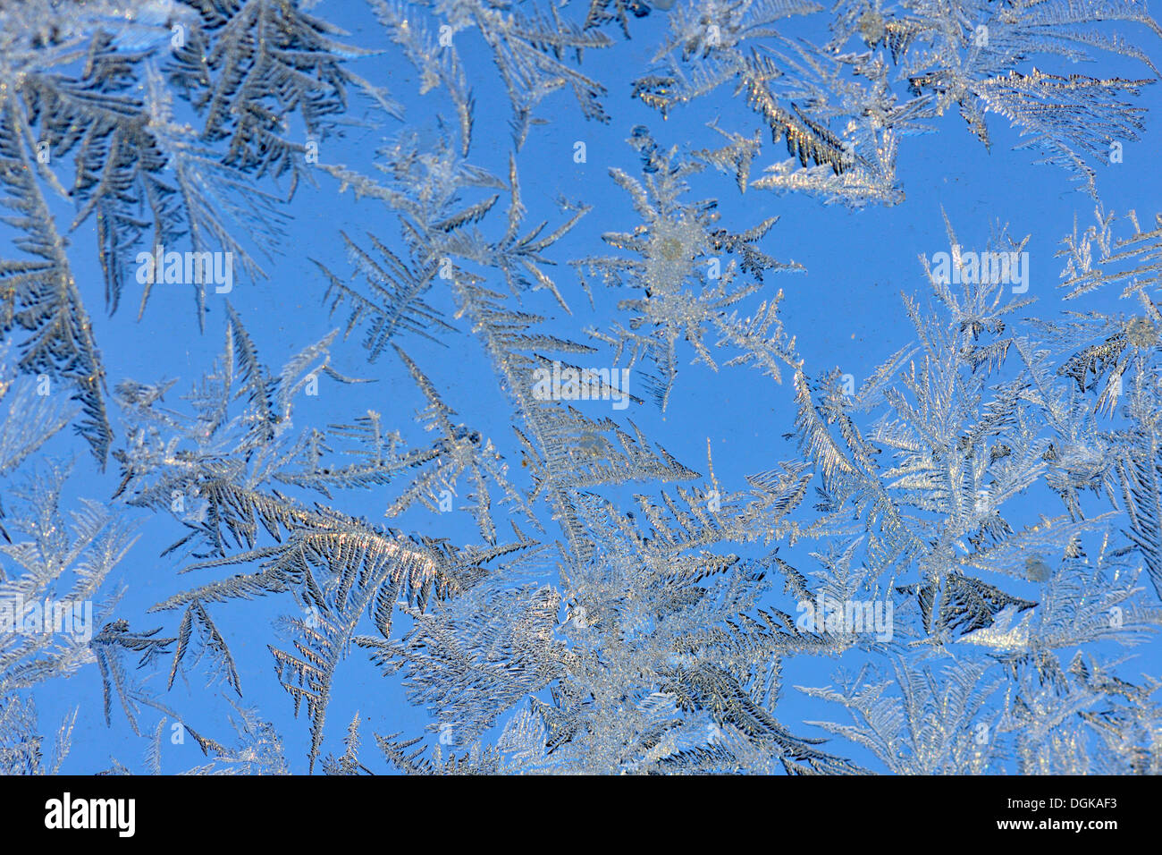 Frost feathers on a window Greater Sudbury Ontario Canada Stock Photo ...