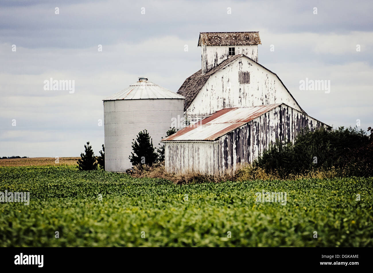 Iowa tree farm hi-res stock photography and images - Alamy