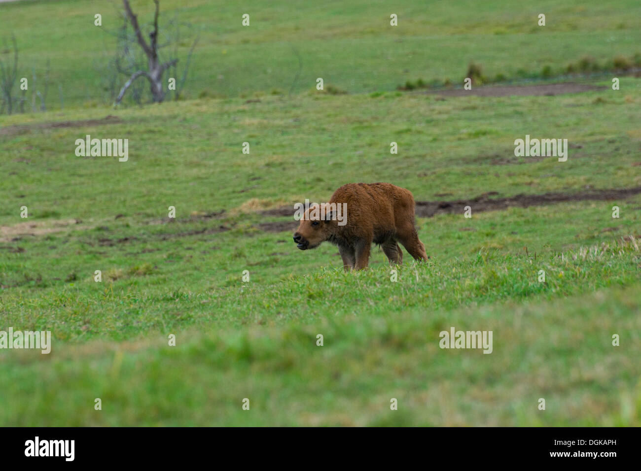 Omega park bison hi-res stock photography and images - Alamy