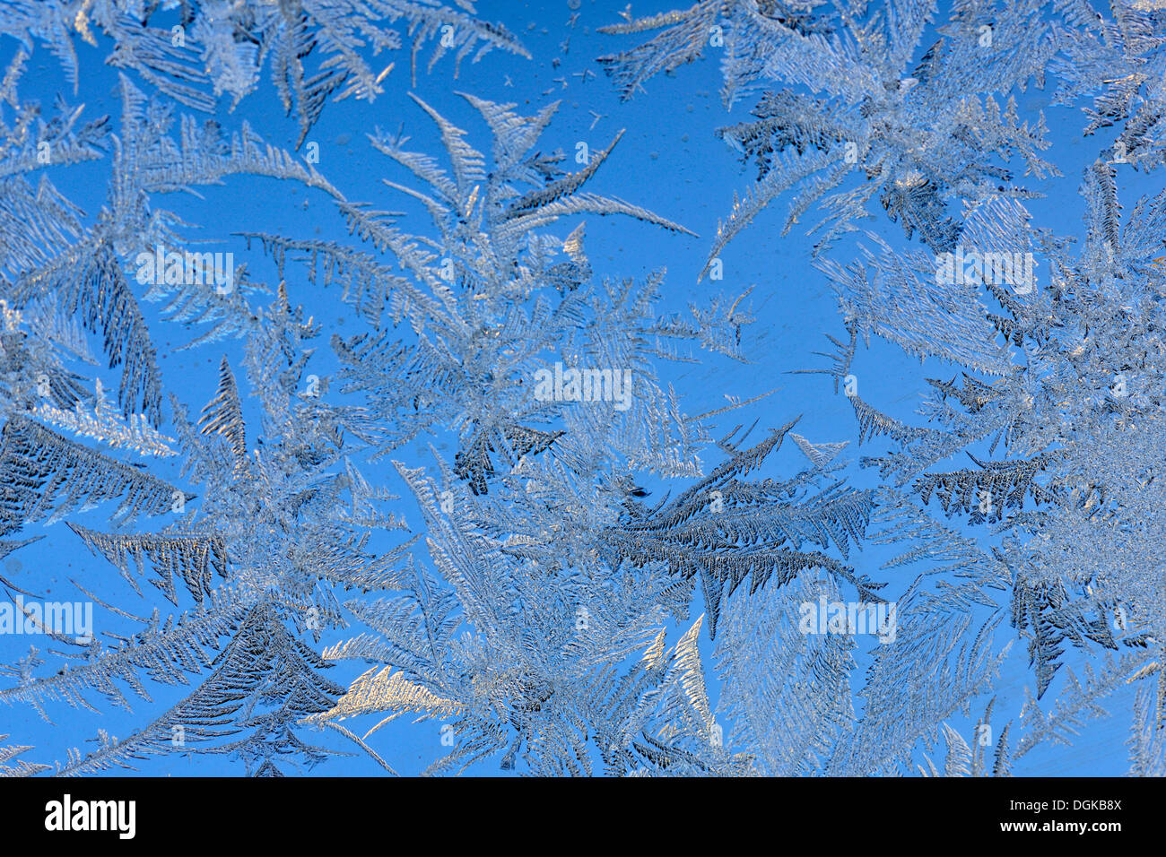 Frost feathers on a window Greater Sudbury Ontario Canada Stock Photo ...