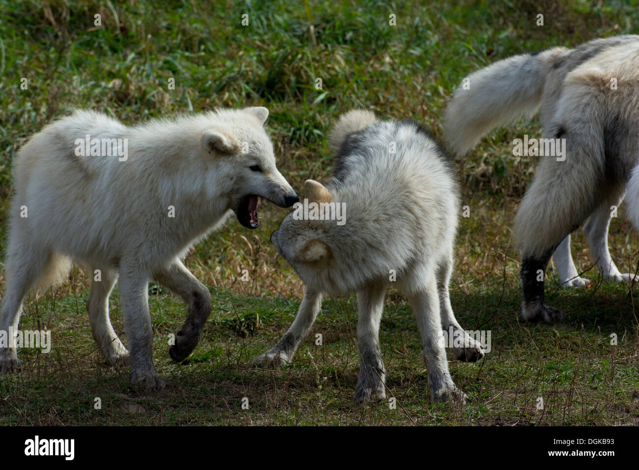 Wolf cubs hi-res stock photography and images - Alamy