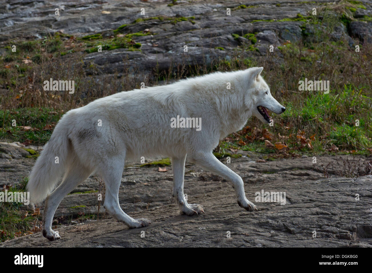 An Arctic Wolf Stock Photo - Alamy