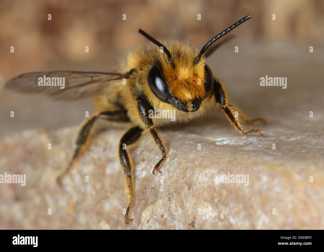 Scary bugs hi-res stock photography and images - Alamy