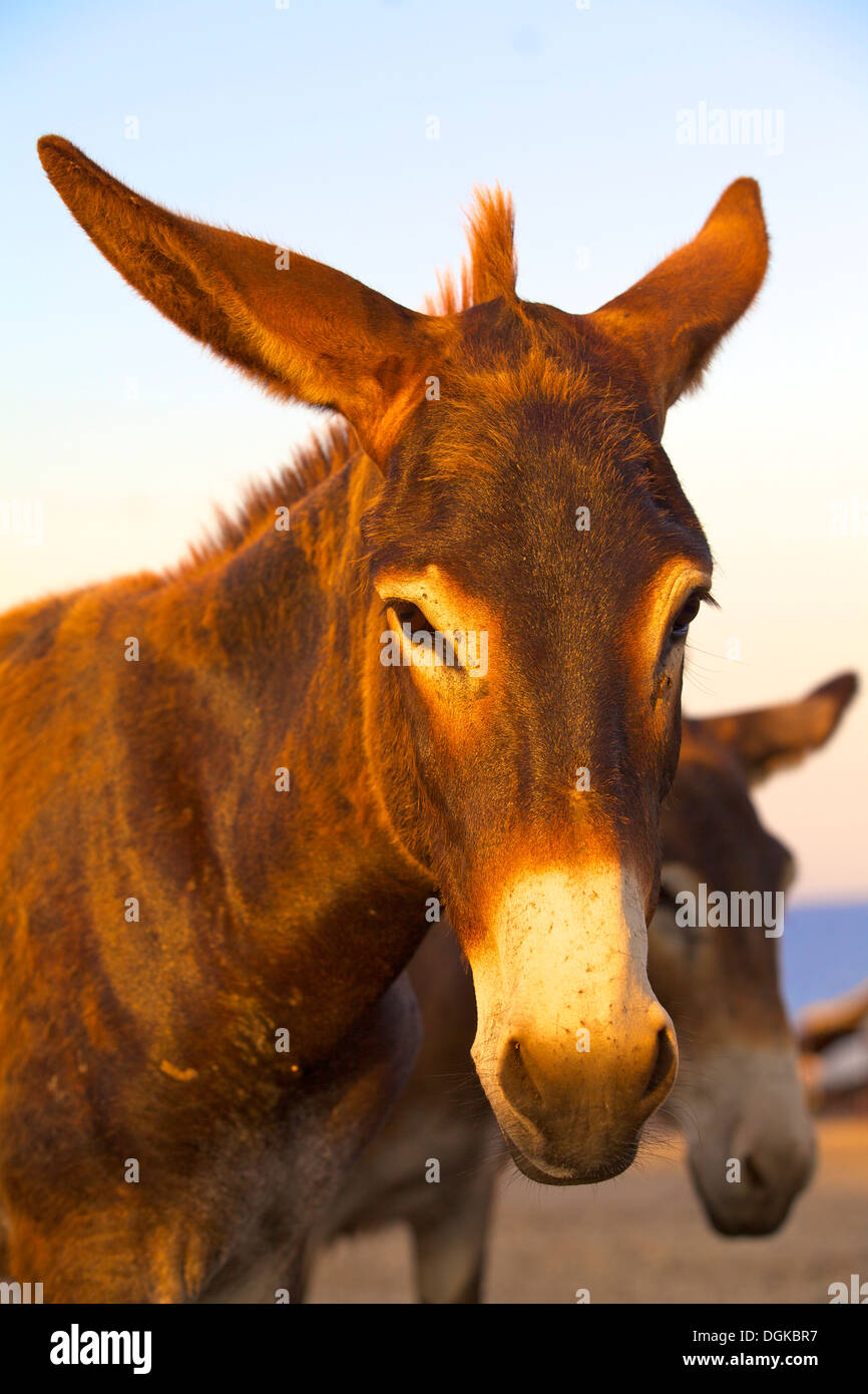 Wild Donkey on the Karpasia Peninsula, North Cyprus Stock Photo - Alamy