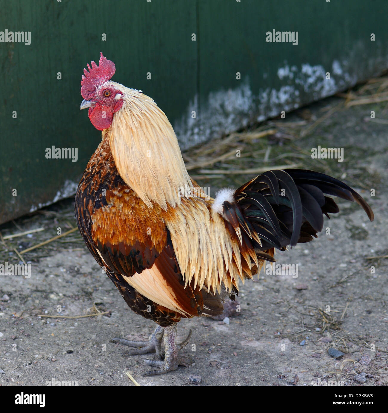 Bantum cockerel in the farmyard Stock Photo - Alamy