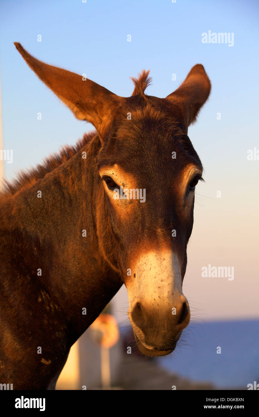 Wild Donkey on the Karpasia Peninsula, North Cyprus Stock Photo - Alamy