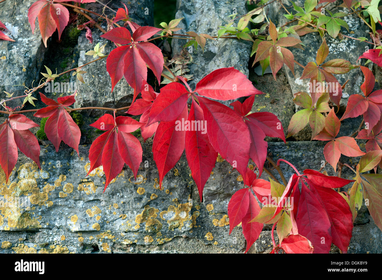 Virginia Creeper (Parthenocissus quinquefolia) turned red in autumn ...