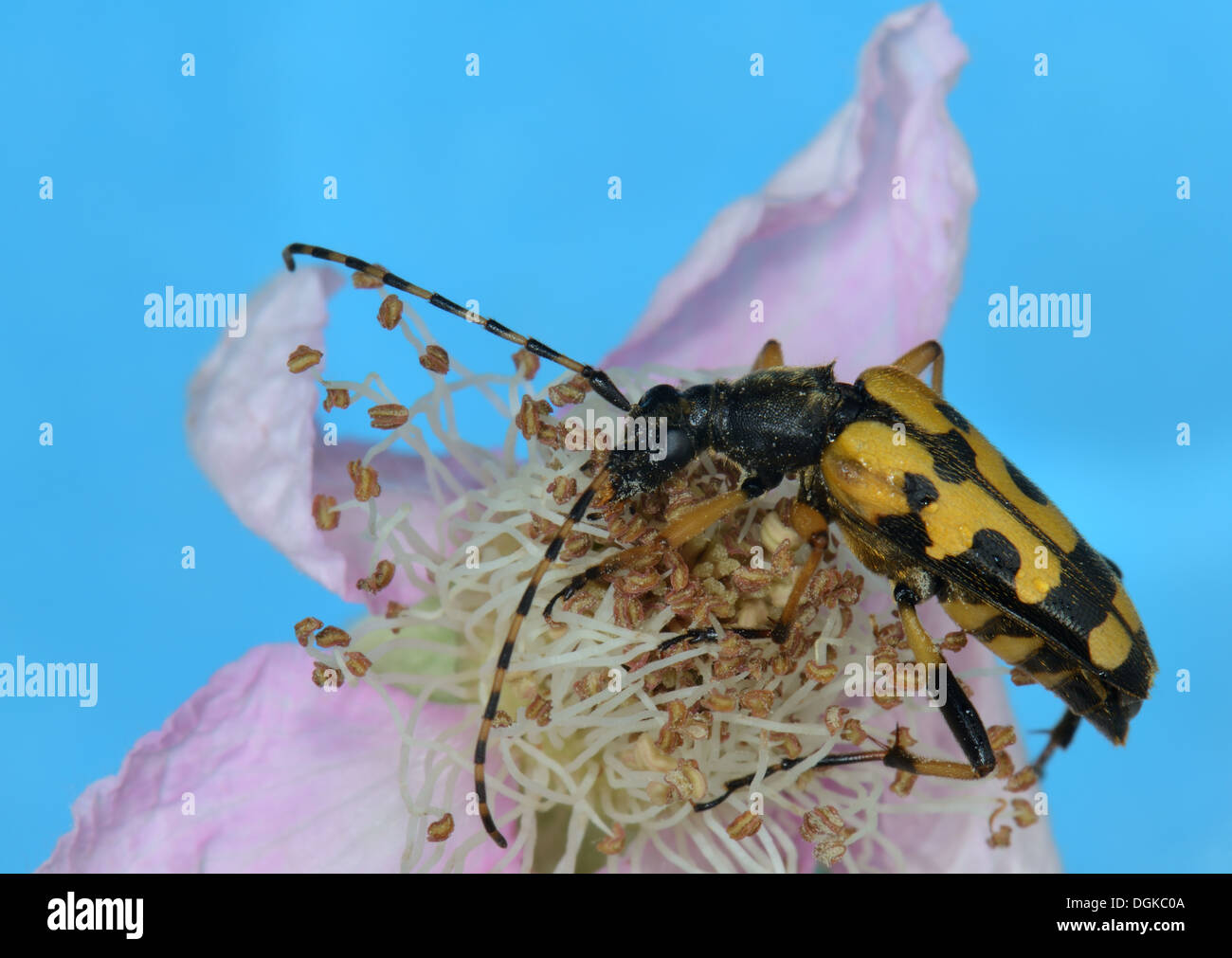 Spotted longhorn beetle hi-res stock photography and images - Alamy