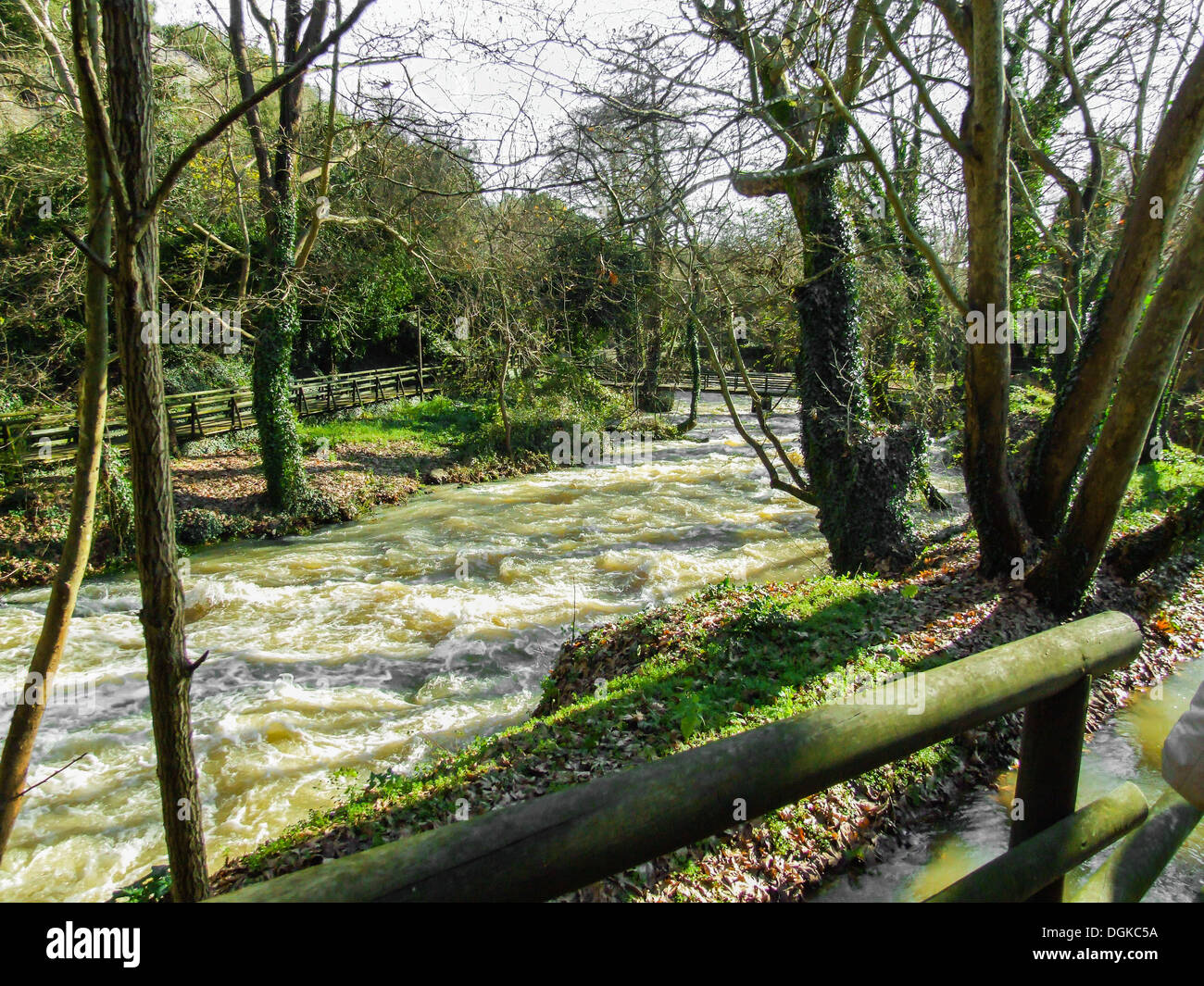A river in the forest with trees around Stock Photo - Alamy