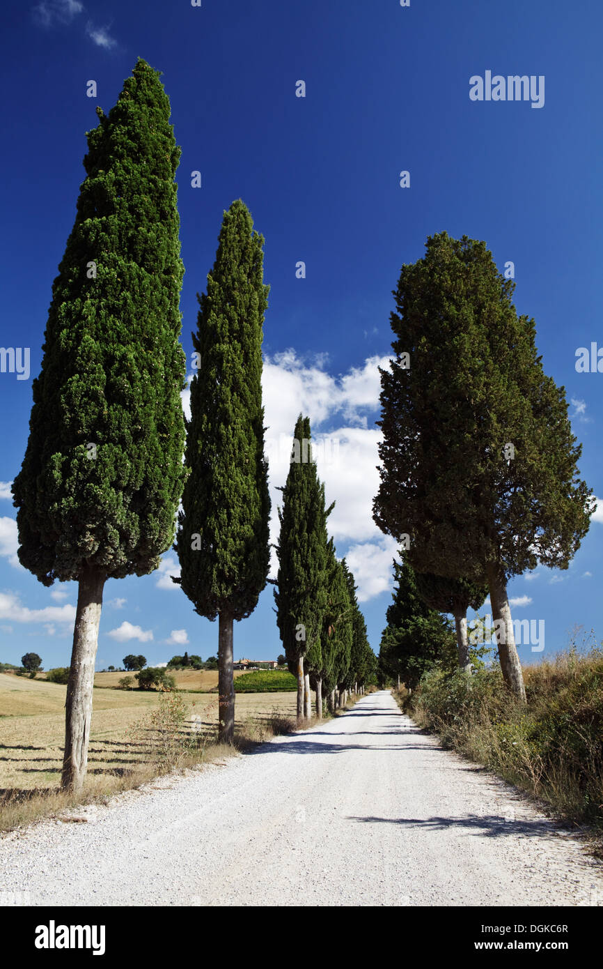 White cypress hi-res stock photography and images - Alamy