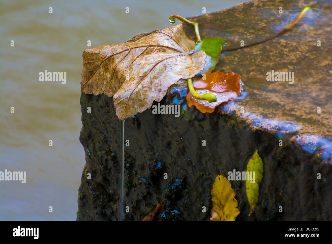 Fallen leaf hi-res stock photography and images - Alamy