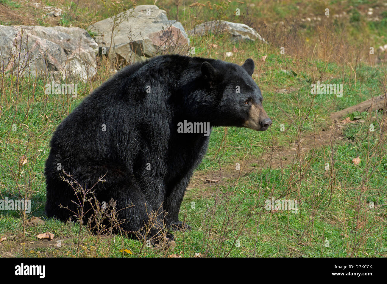 Ursus americanus black bear sitting hi-res stock photography and images - Alamy