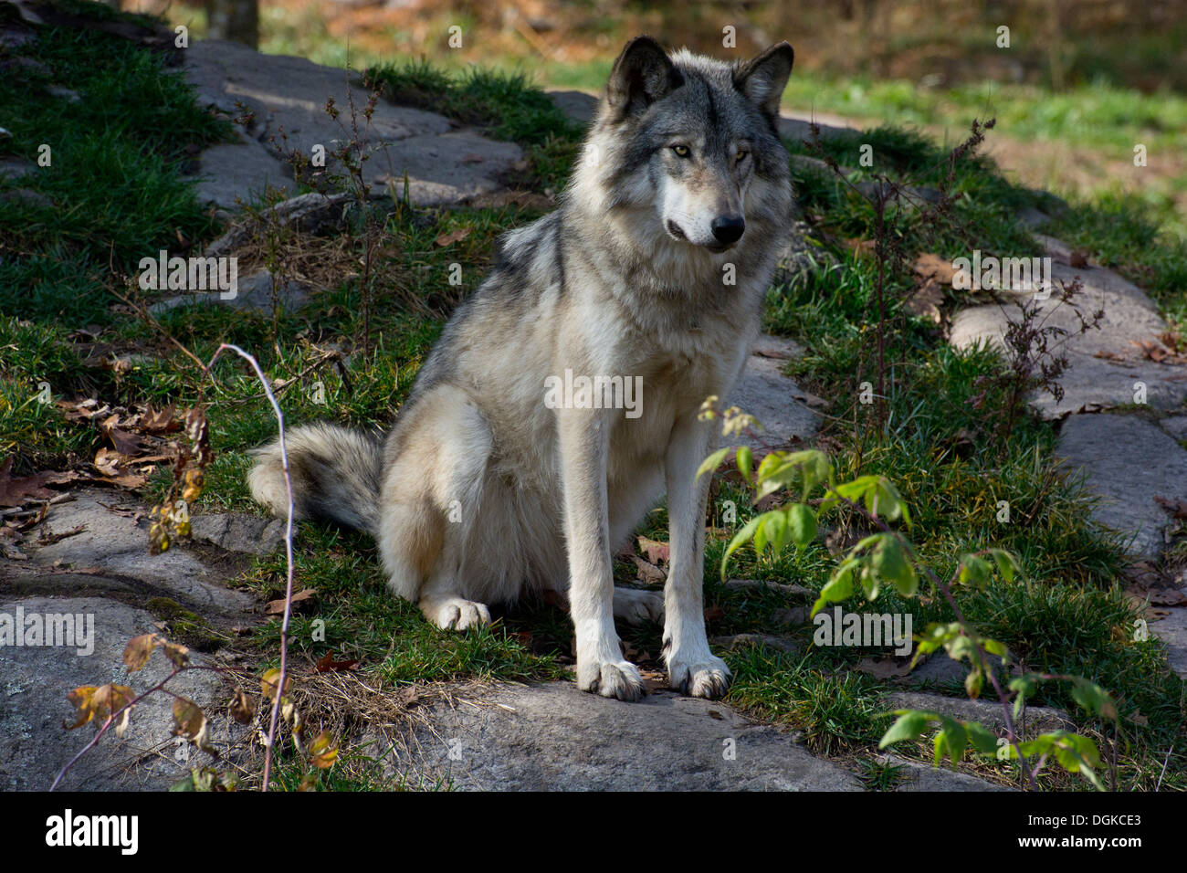 A Timber Wolf Stock Photo - Alamy