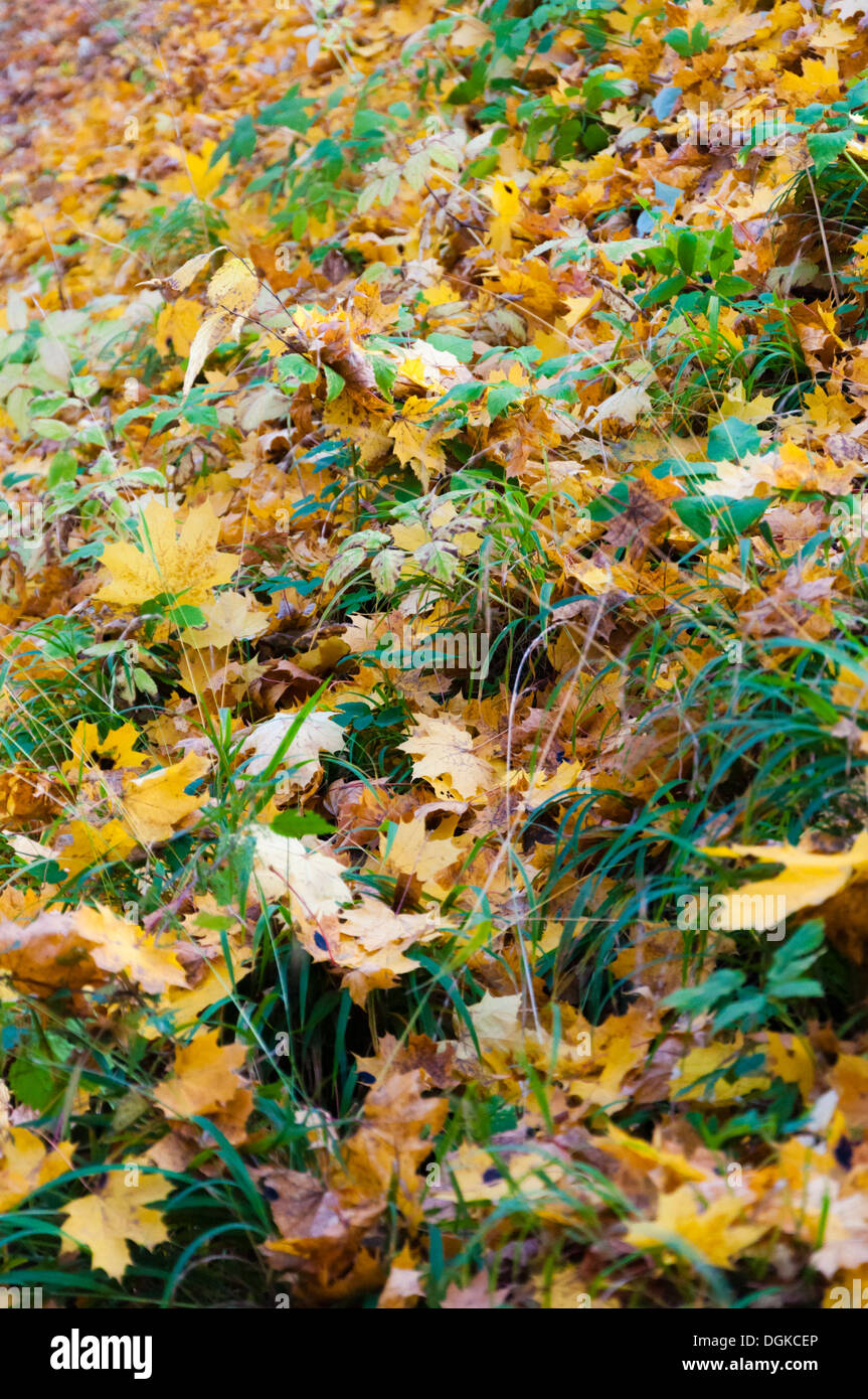 Indian summer foliage Stock Photo - Alamy