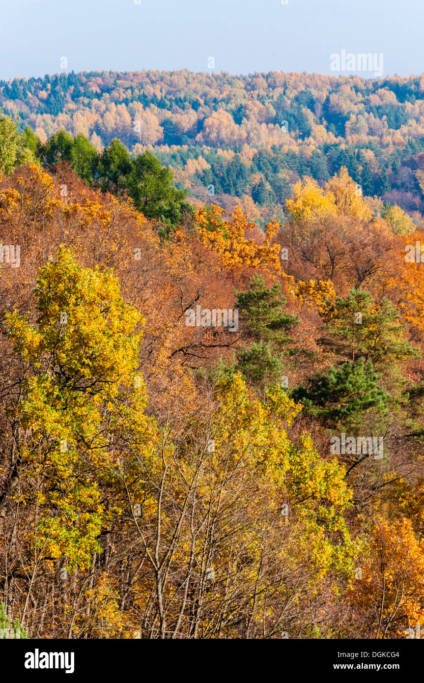 Deciduous forest four seasons hi-res stock photography and images - Alamy
