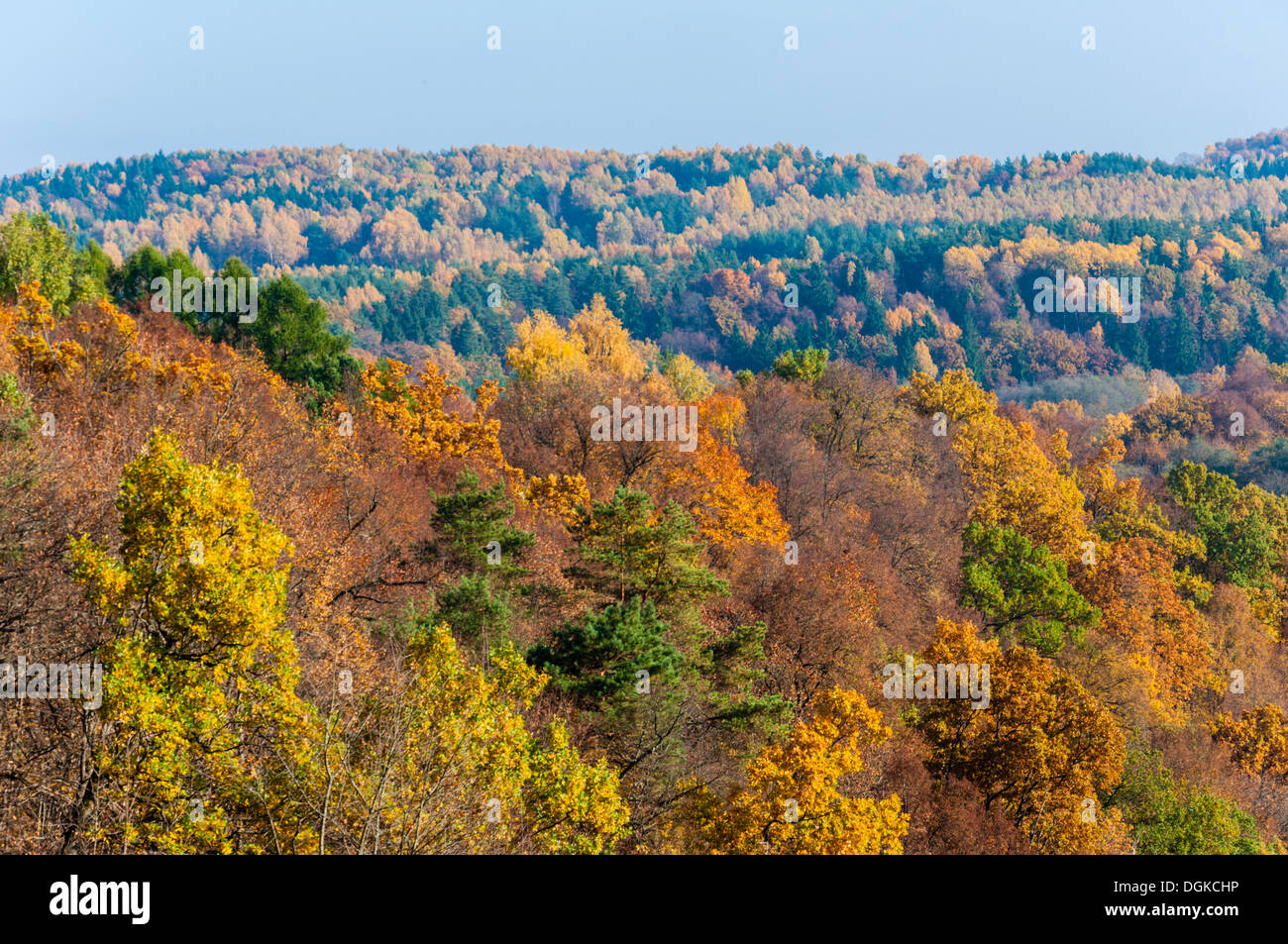 Deciduous forest four seasons hi-res stock photography and images - Alamy