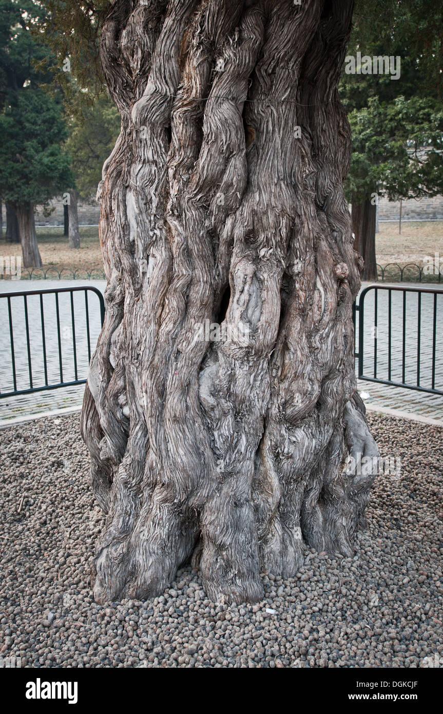 Over 500 years old Chinese Juniper tree (Juniperus chinensis) called ...