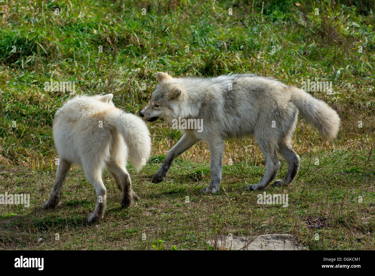 Wolf cubs hi-res stock photography and images - Alamy