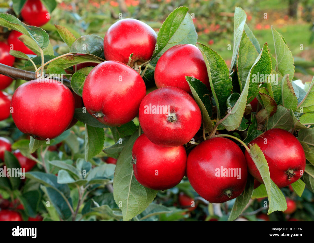 Apple 'Norfolk Royal', malus domestica, apples, named variety varieties ...