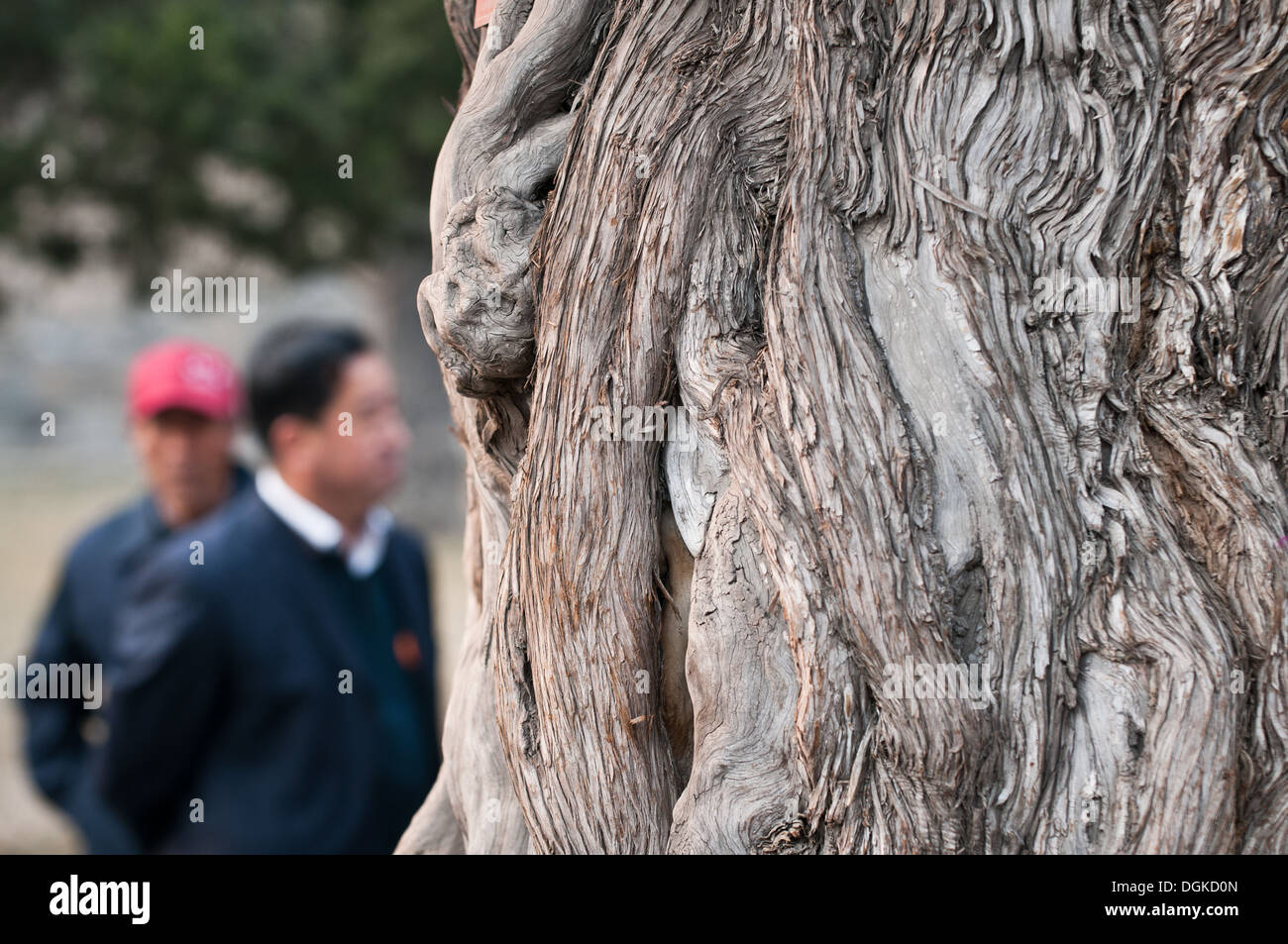 Over 500 years old Chinese Juniper tree (Juniperus chinensis) called ...