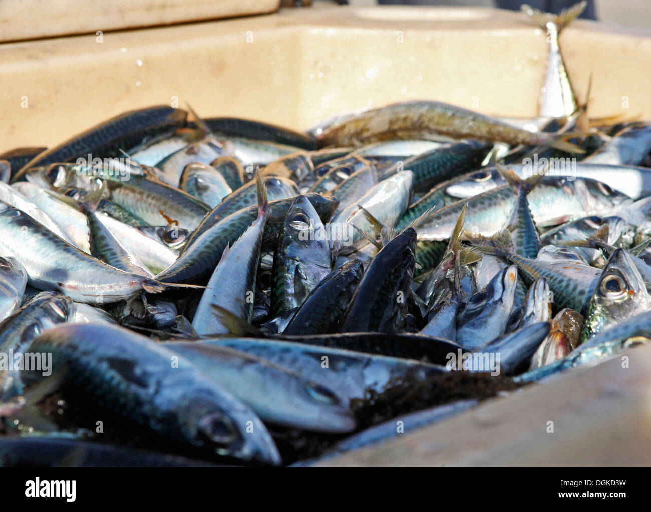Caught small fish hi-res stock photography and images - Alamy