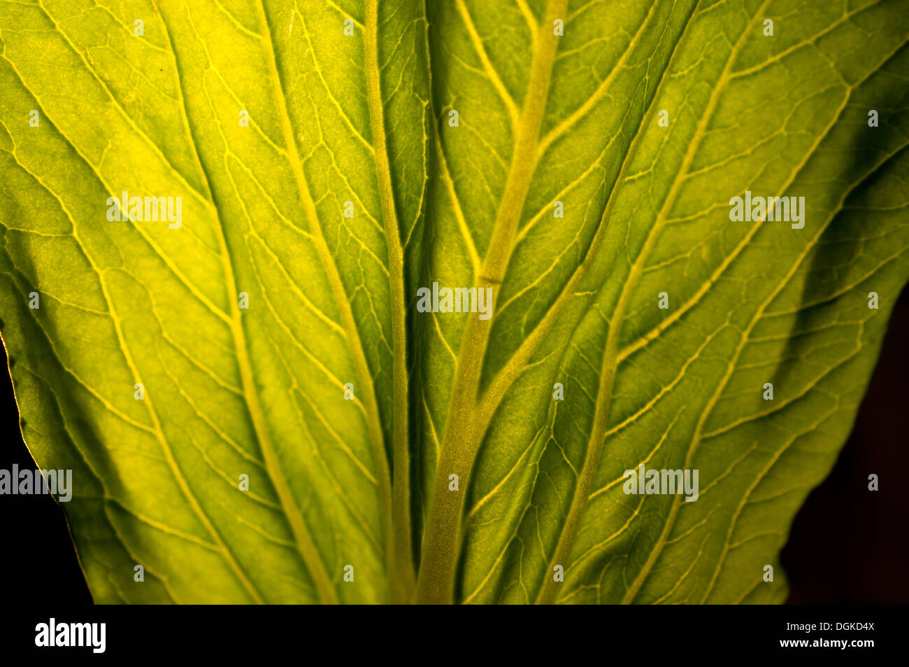 Lettuce leaf close up showing lots of detail, backlit macro Stock Photo ...