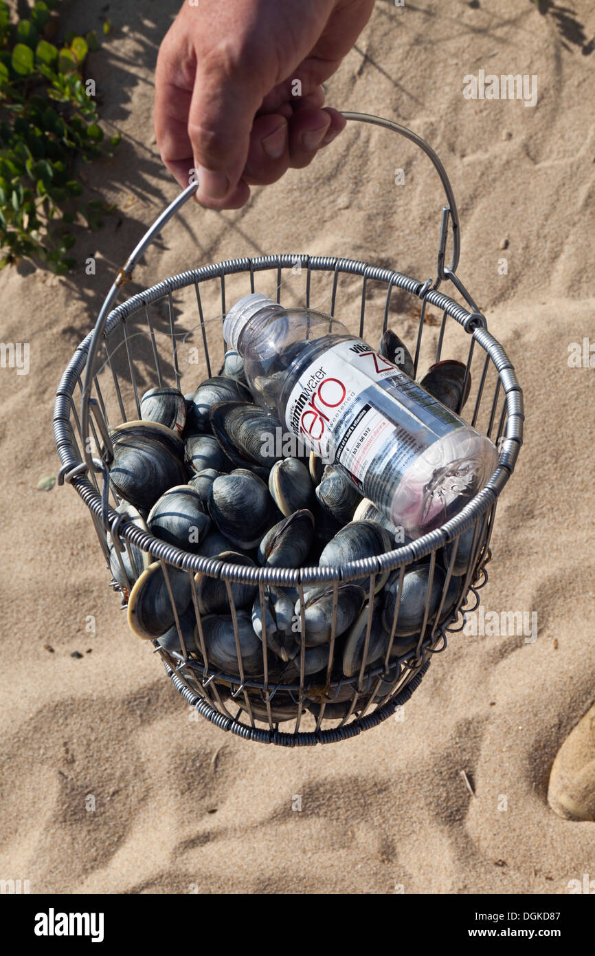 Clams basket hi-res stock photography and images - Alamy