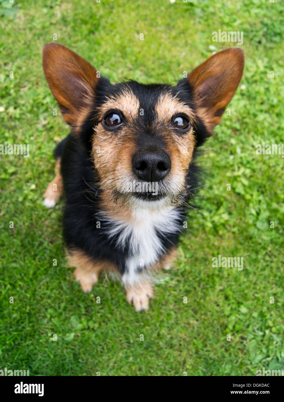 Dexter the Dog Stock Photo - Alamy
