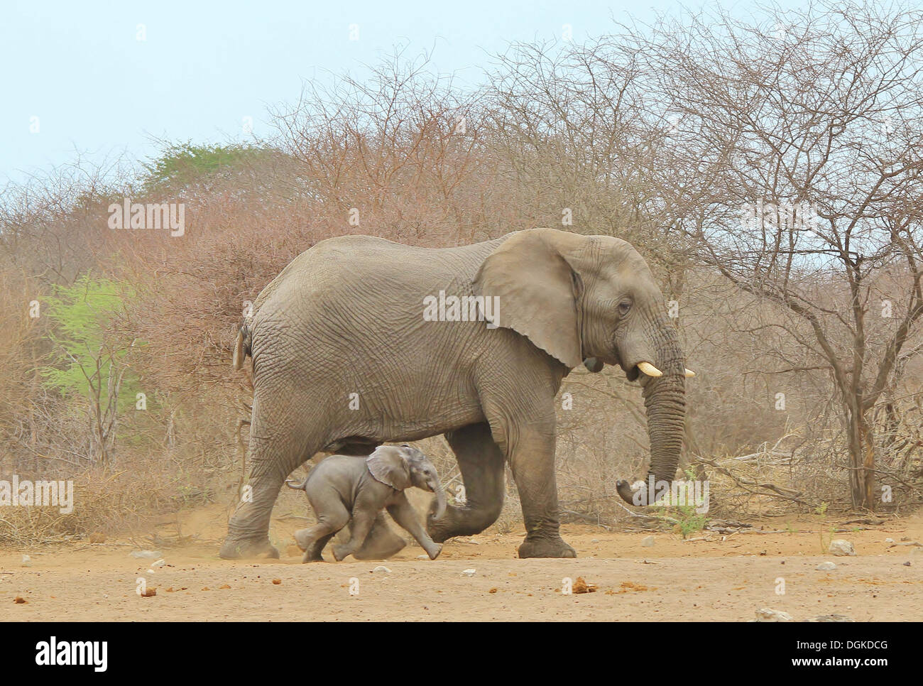Colossal elephant hi-res stock photography and images - Alamy