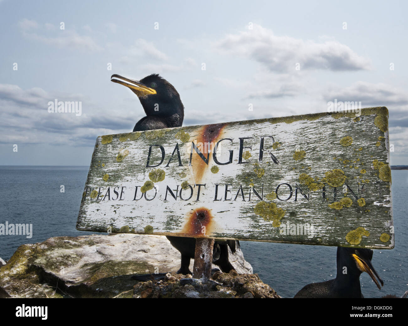 A Shag standing behind a sign that reads Danger Please do not lean on ...