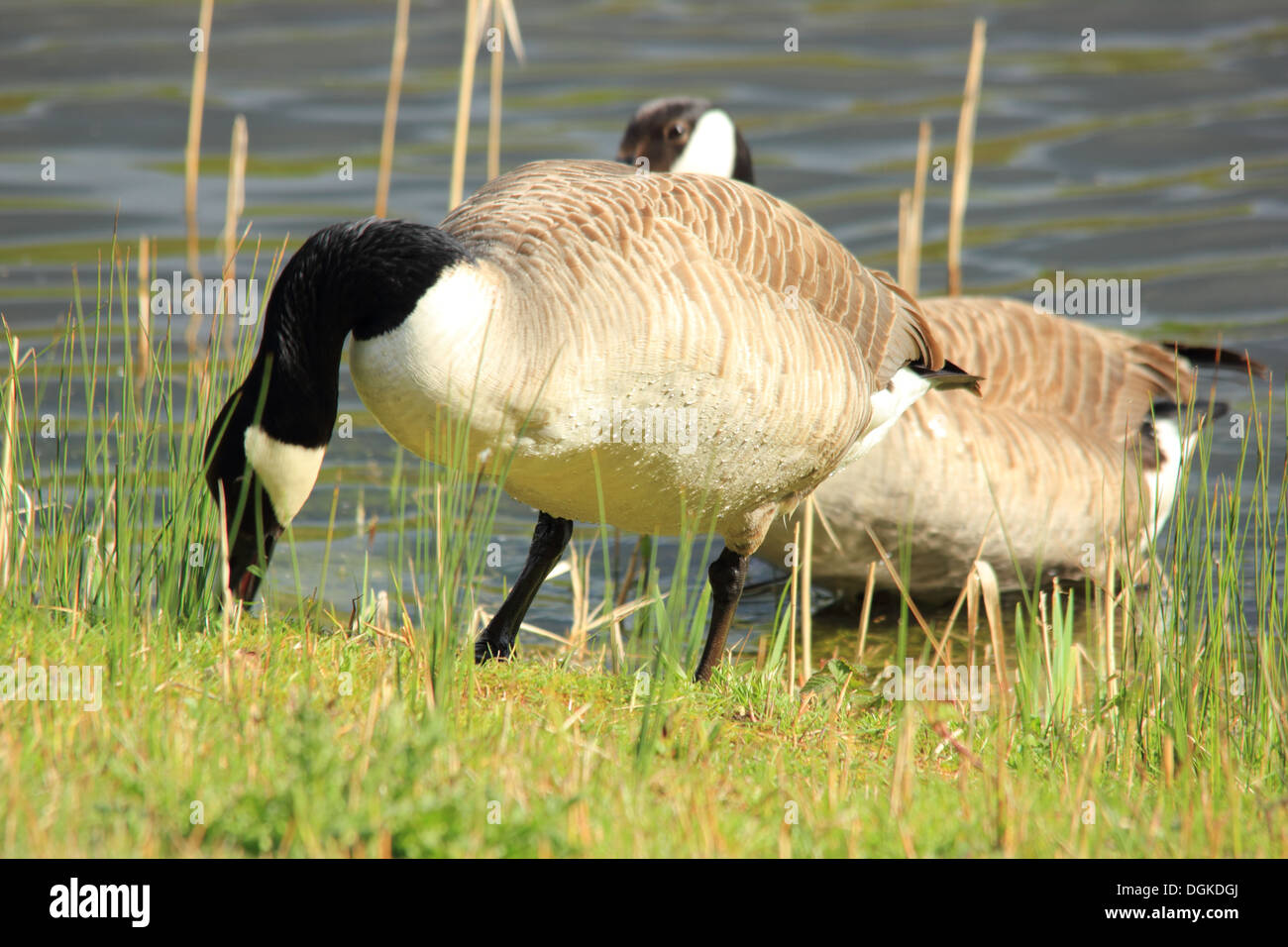 Geese on water hi-res stock photography and images - Alamy