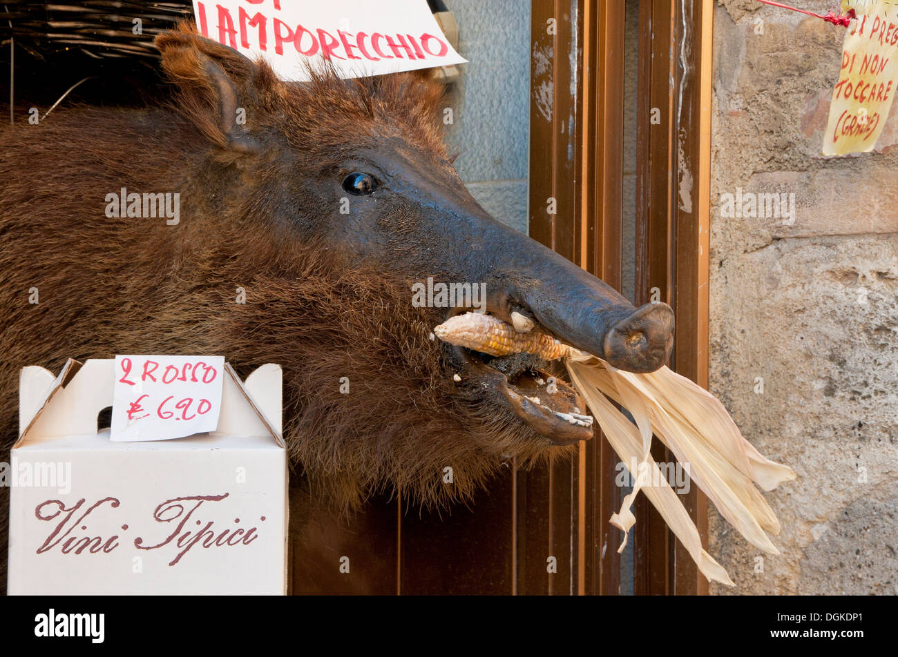 Wild Stuffed Boar Stock Photo - Alamy