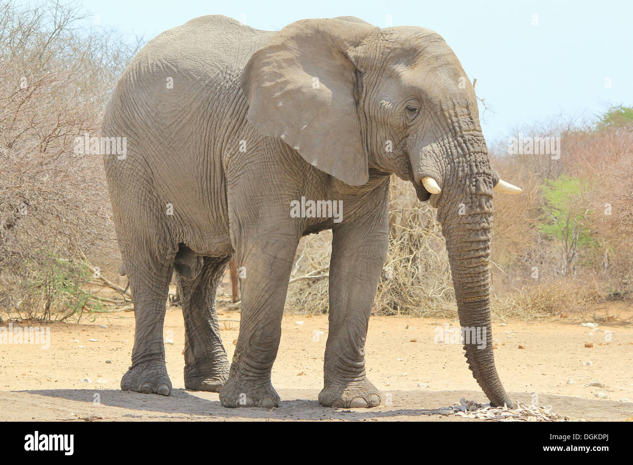 African Elephant - Wildlife Background from Africa - Beautiful Colossal ...