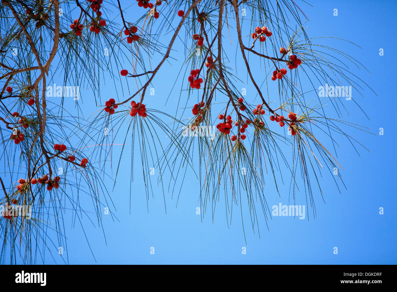 Berry tree hi-res stock photography and images - Alamy