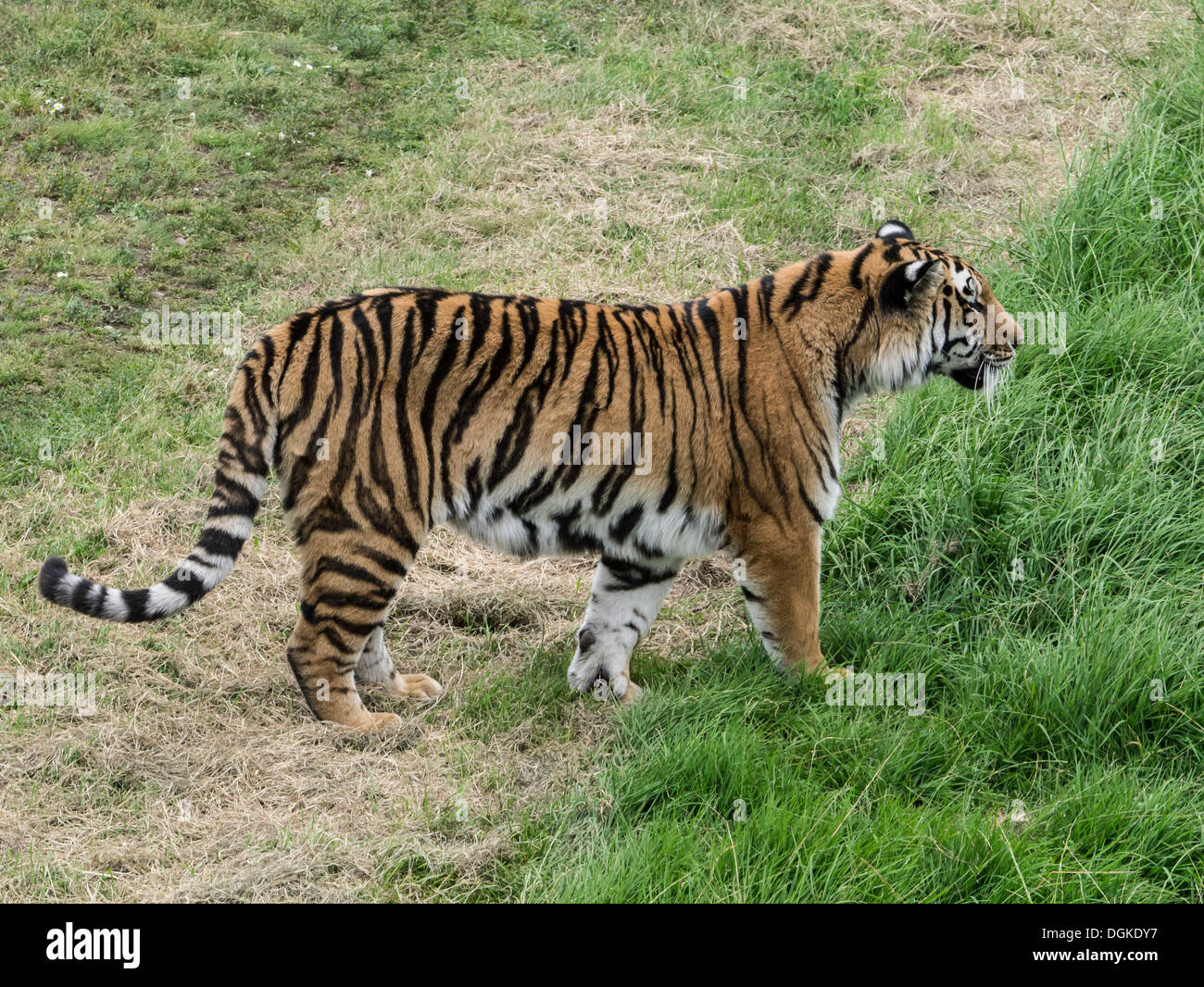 A fearsome tiger walk slowly by ignoring us all Stock Photo - Alamy