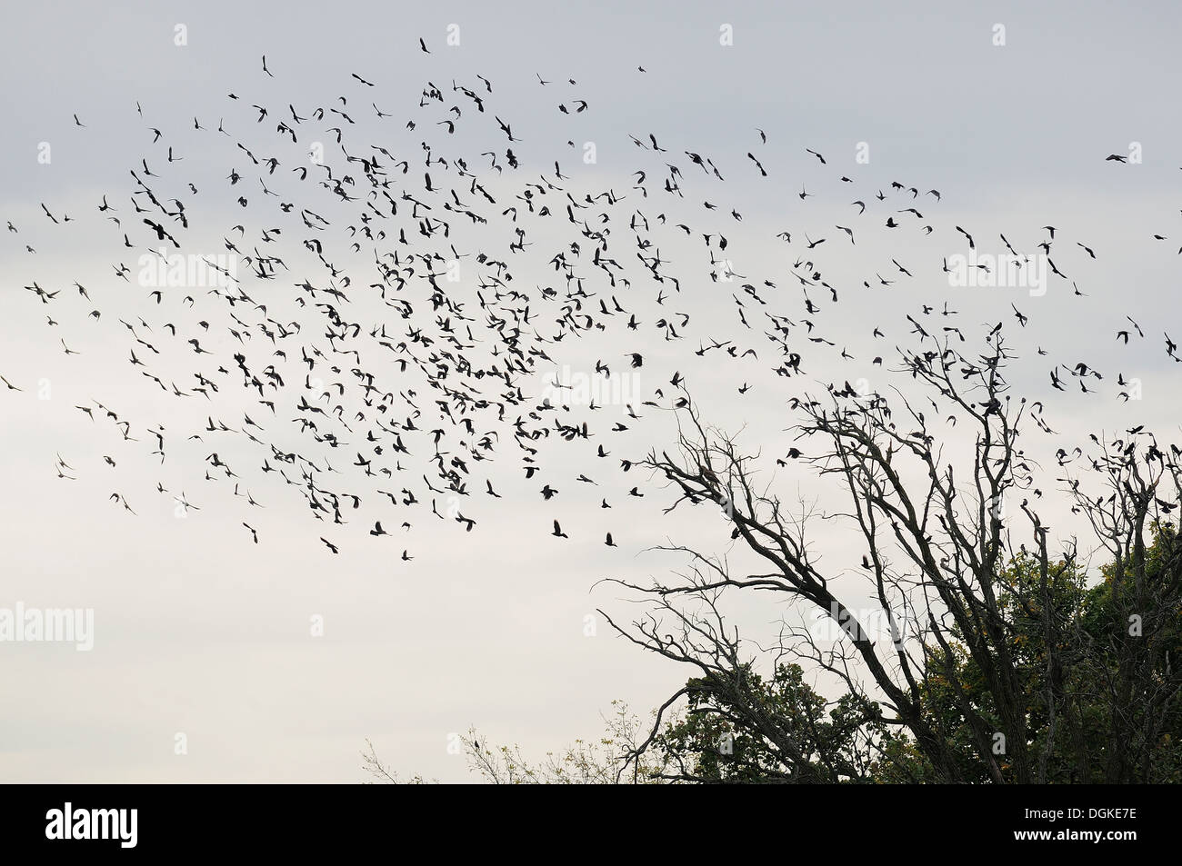 Congregating birds hi-res stock photography and images - Alamy