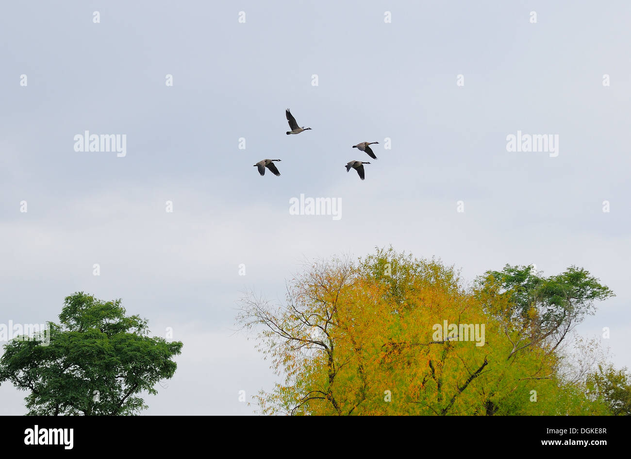Canadian Geese flying south for winter Stock Photo - Alamy