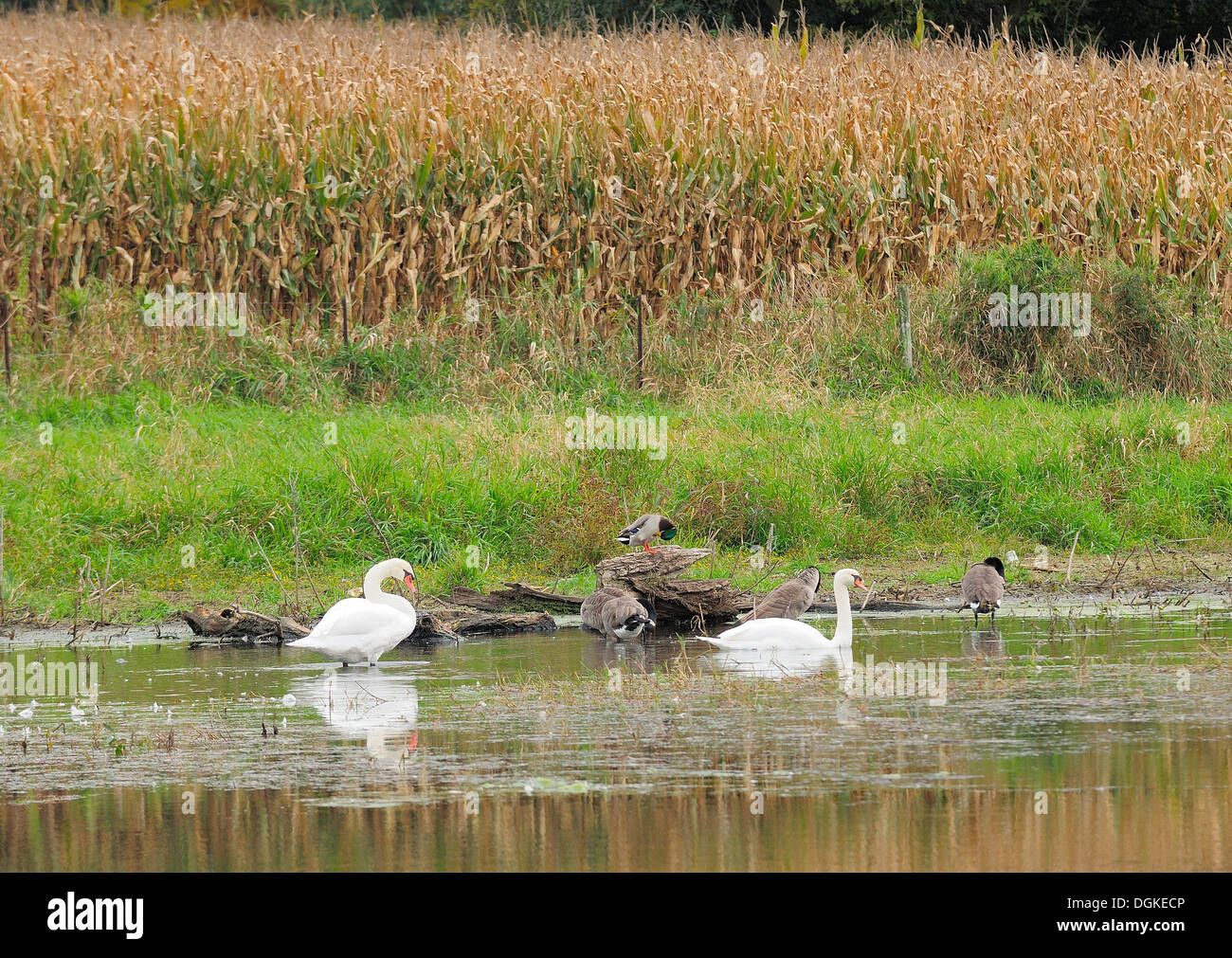 Two mute swans,geese,and ducks at waters edge next to autumn corn field ...