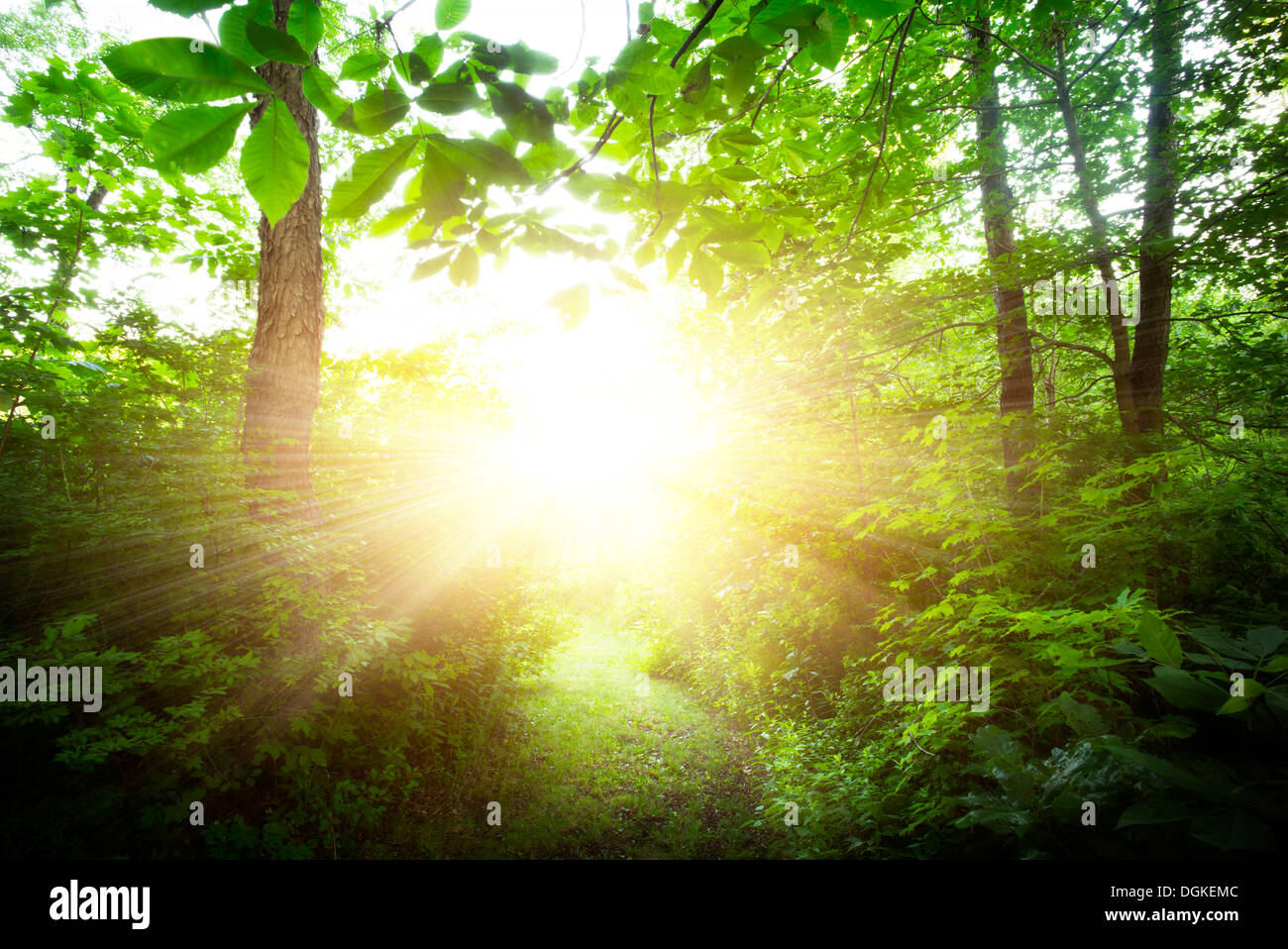 Sunbeam park forest tree sunrise hi-res stock photography and images ...