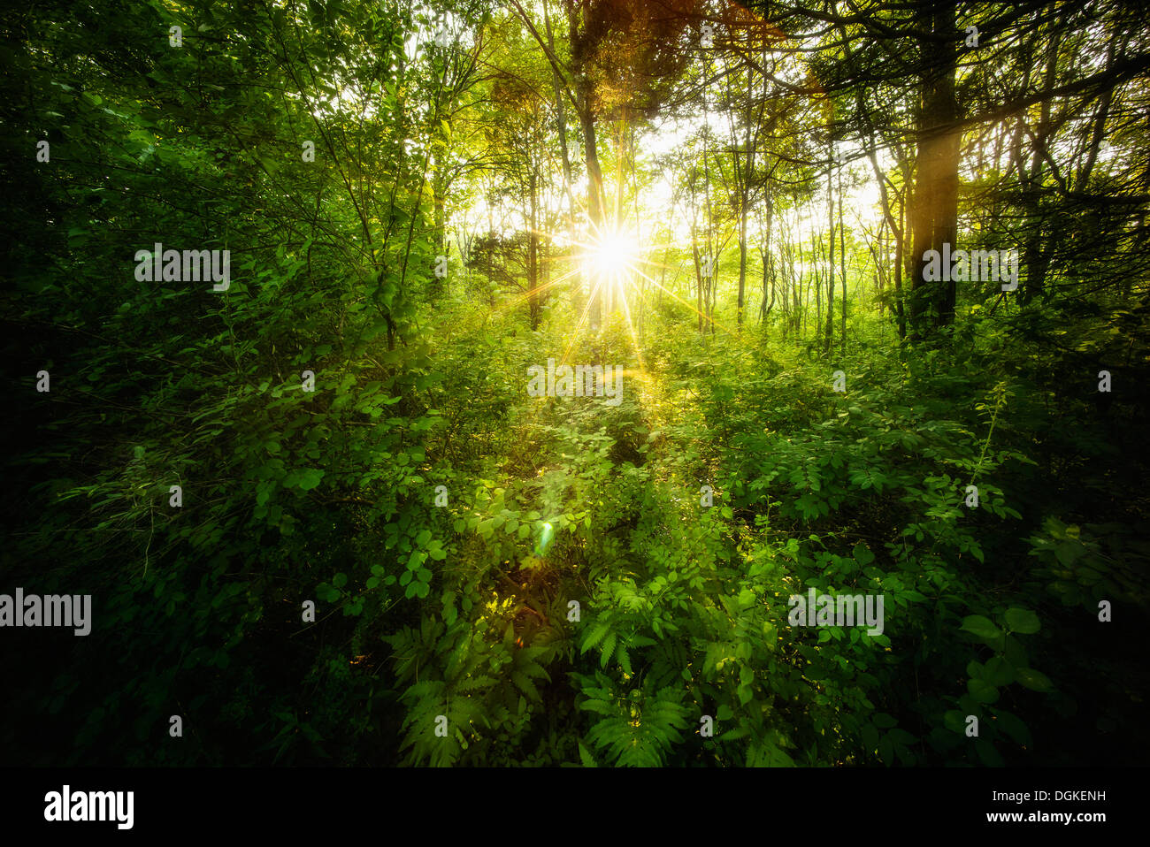 USA, New York City, Green forest at sunrise Stock Photo - Alamy
