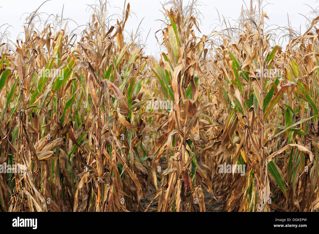 Corn Feed High Resolution Stock Photography and Images - Alamy