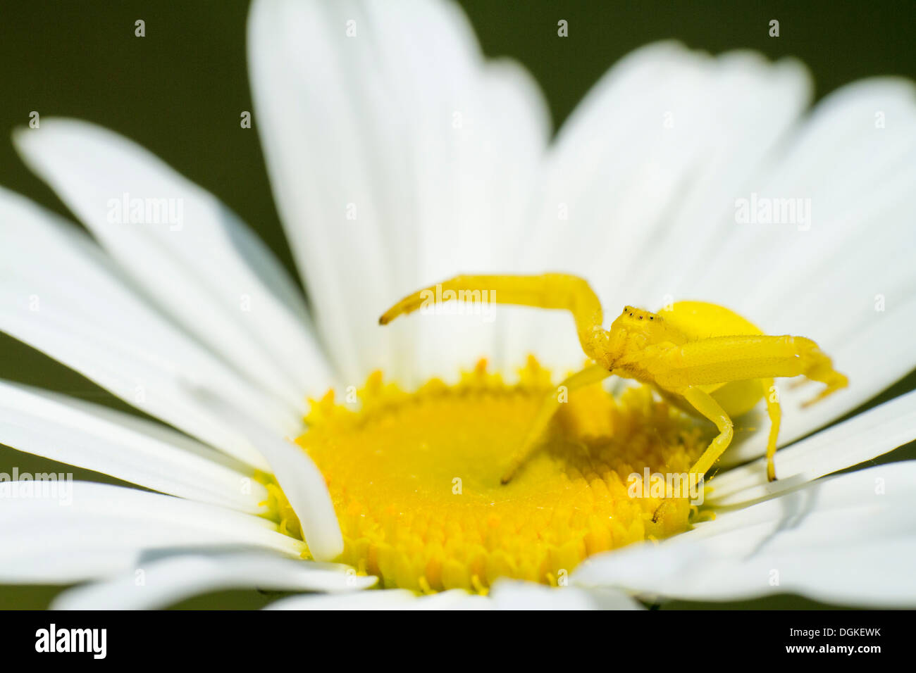 female yellow crab spider waits patiently poised on an oxeye daisy ...
