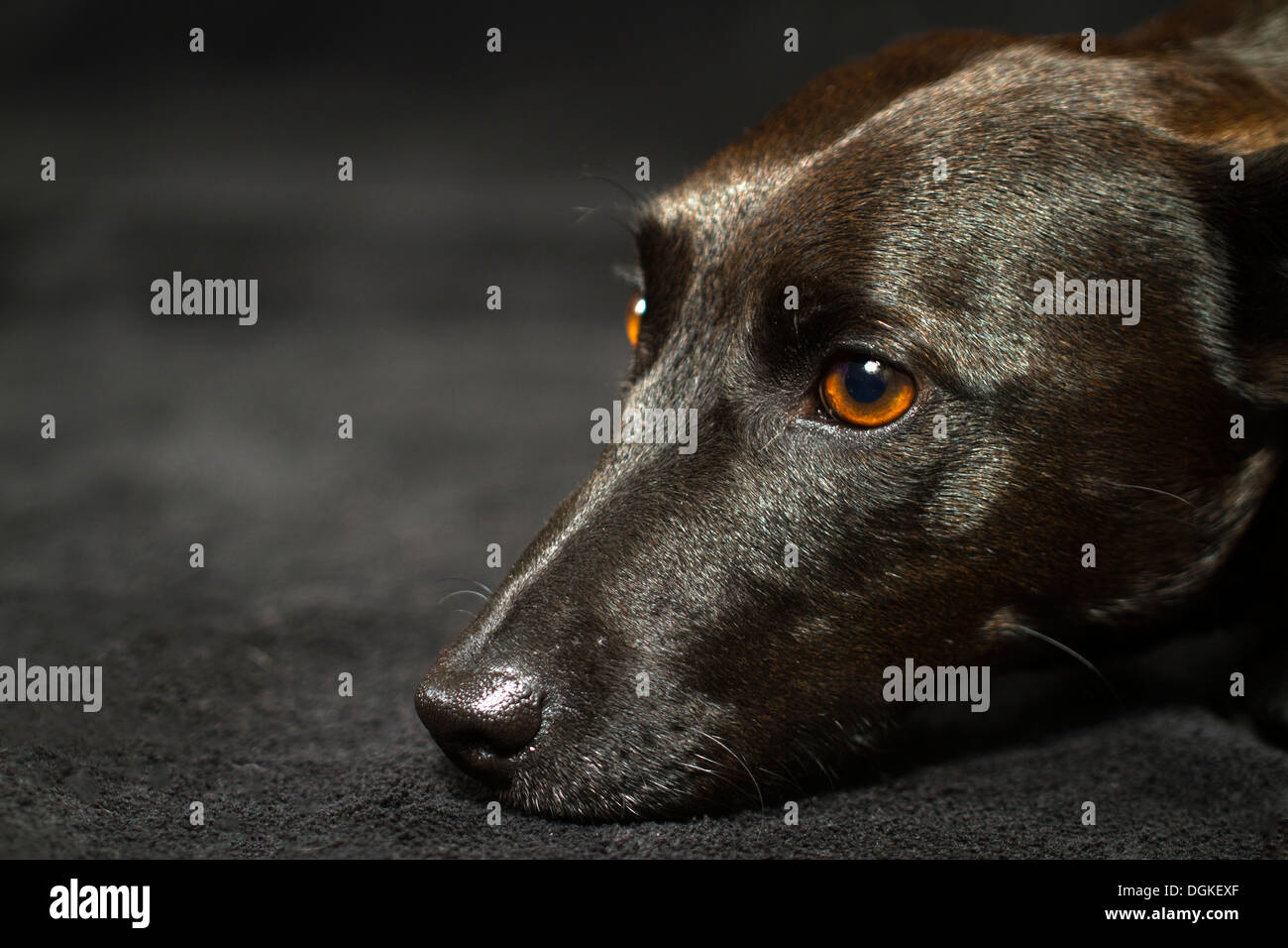Sad looking puppy dog Stock Photo - Alamy